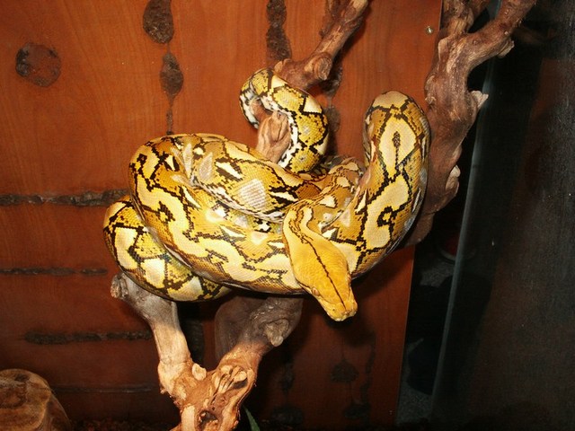 Piton Reticulada Comendo Hipopotamo Cobra Píton Devora Mulher De 36